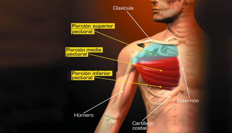 Entrenamiento efectivo del pectoral en casa: ¡Sin equipo!