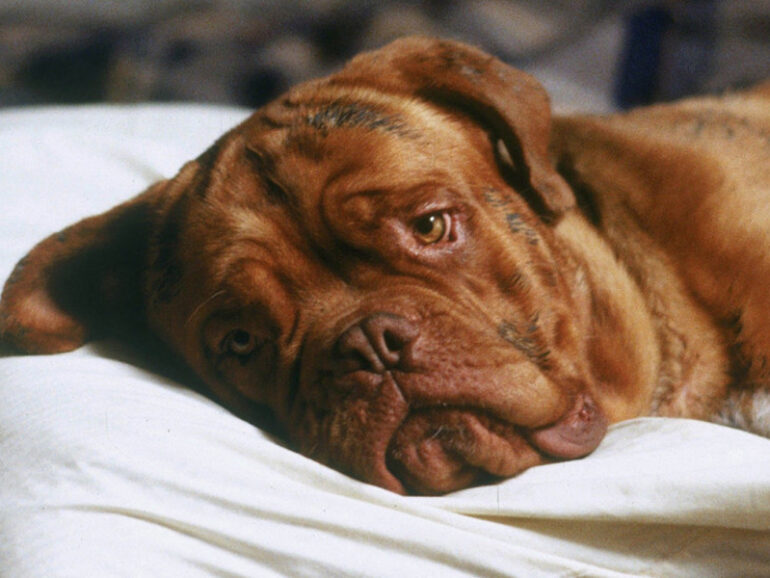 Así está conectado el cerebro humano con el del perro – Rísbel Magazine